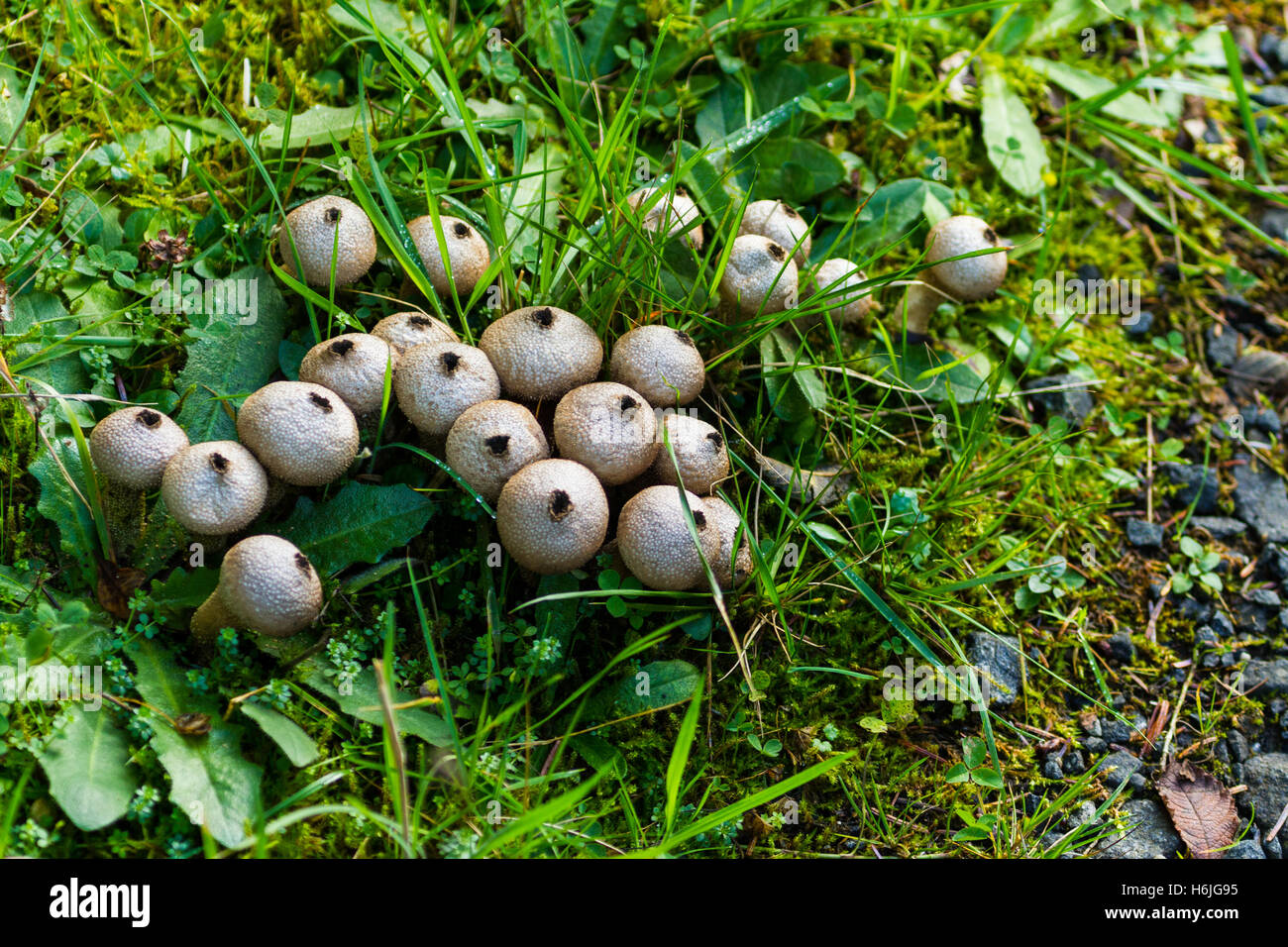 Puff ball fungi hi-res stock photography and images - Alamy