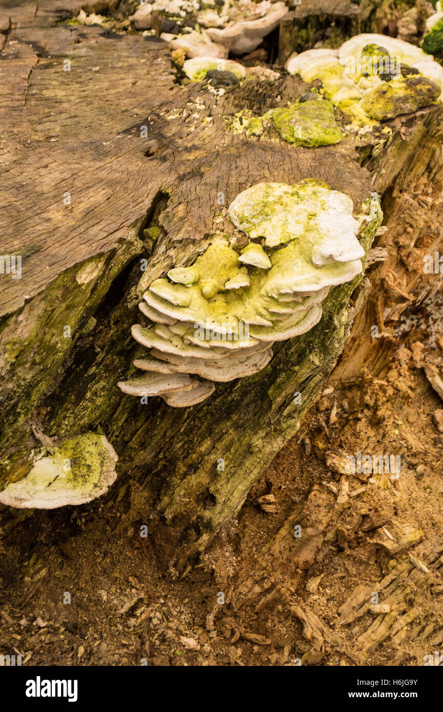 Tree fungus on dead (felled) tree in Singleton Park, Swansea 31 October ...
