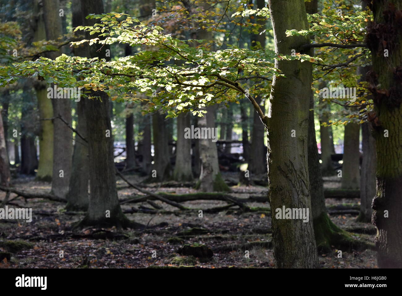 Autumn in Deister,Germany Stock Photo - Alamy