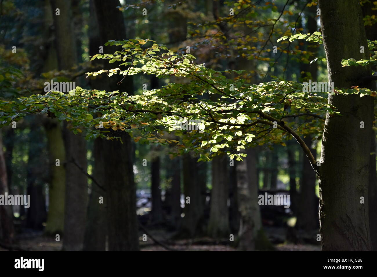Autumn in Deister,Germany Stock Photo - Alamy