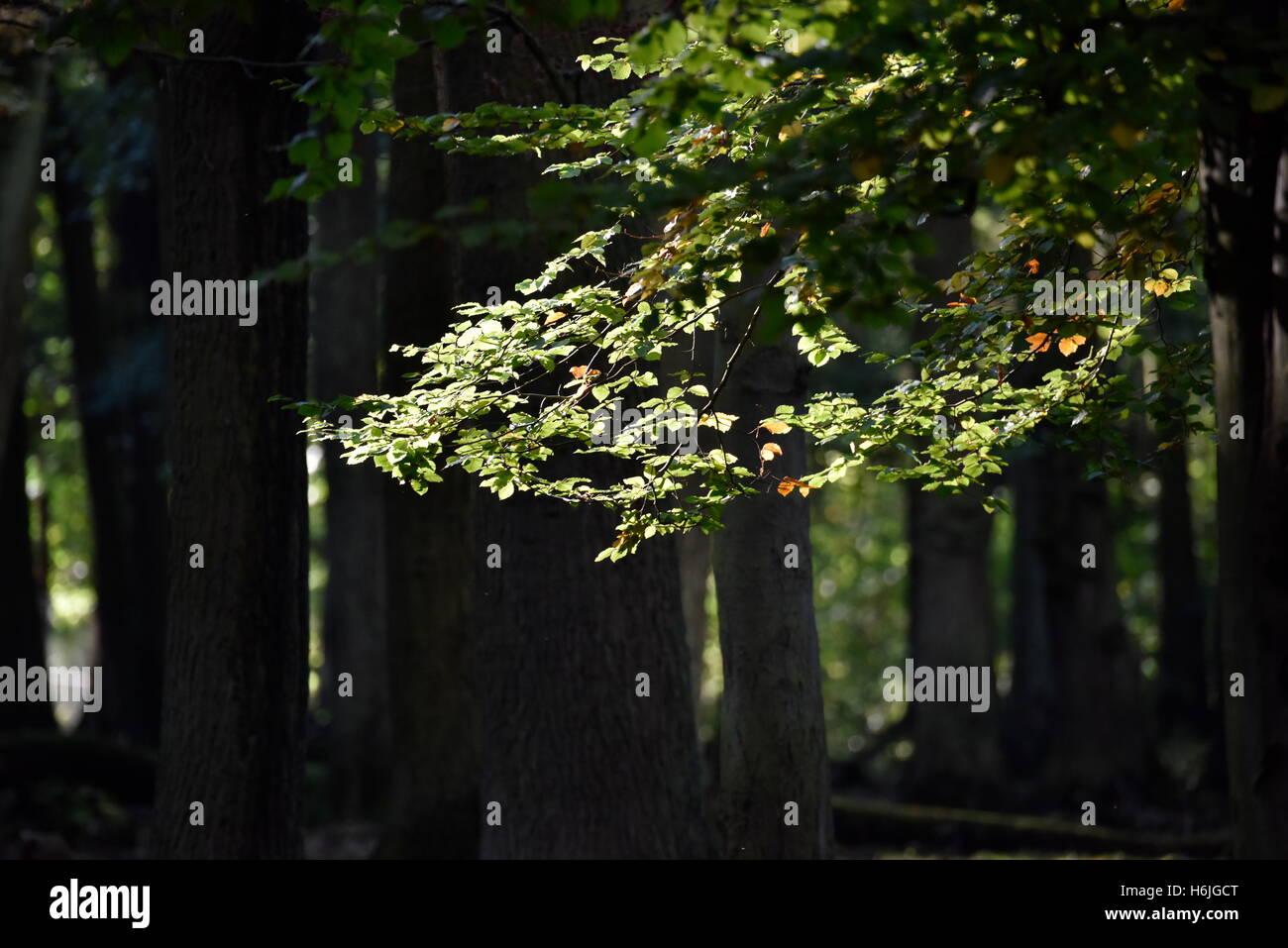 Autumn in Deister,Germany Stock Photo - Alamy