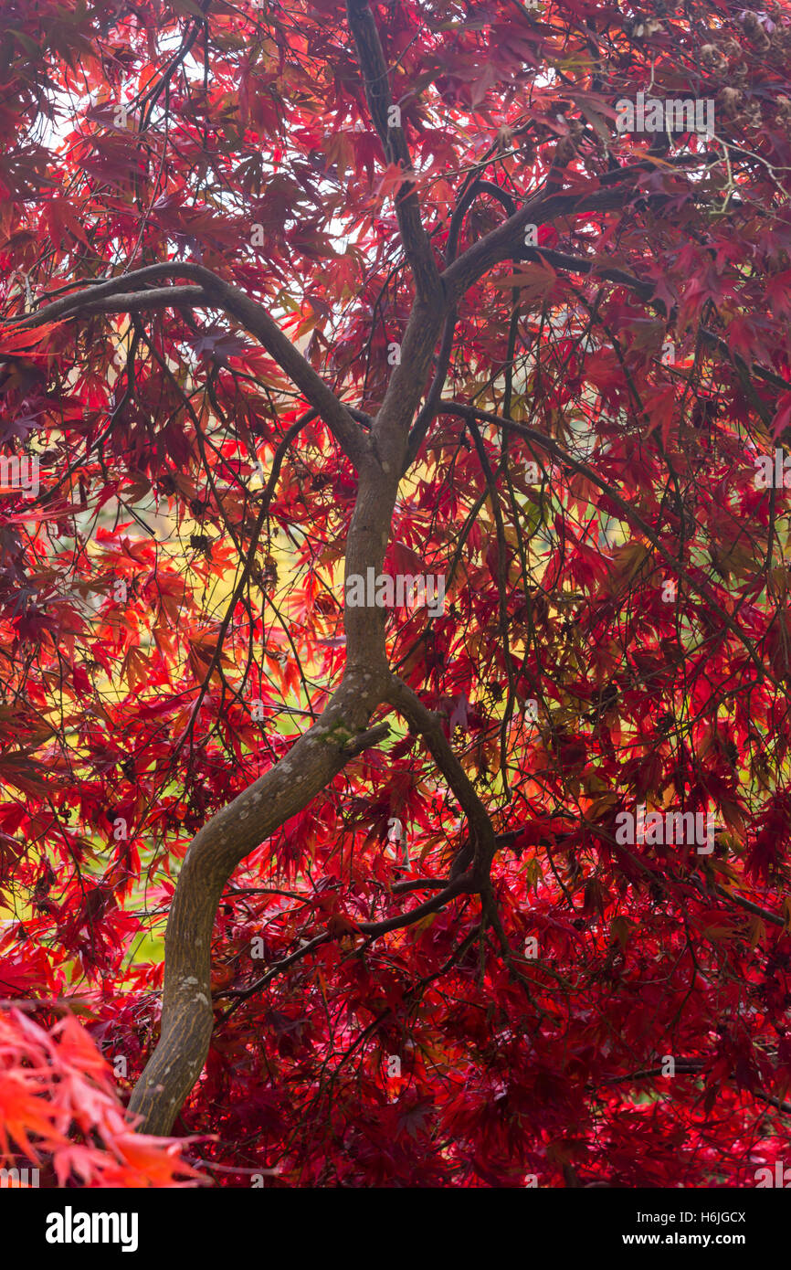 Autumnal colours on acer tree hi-res stock photography and images - Alamy