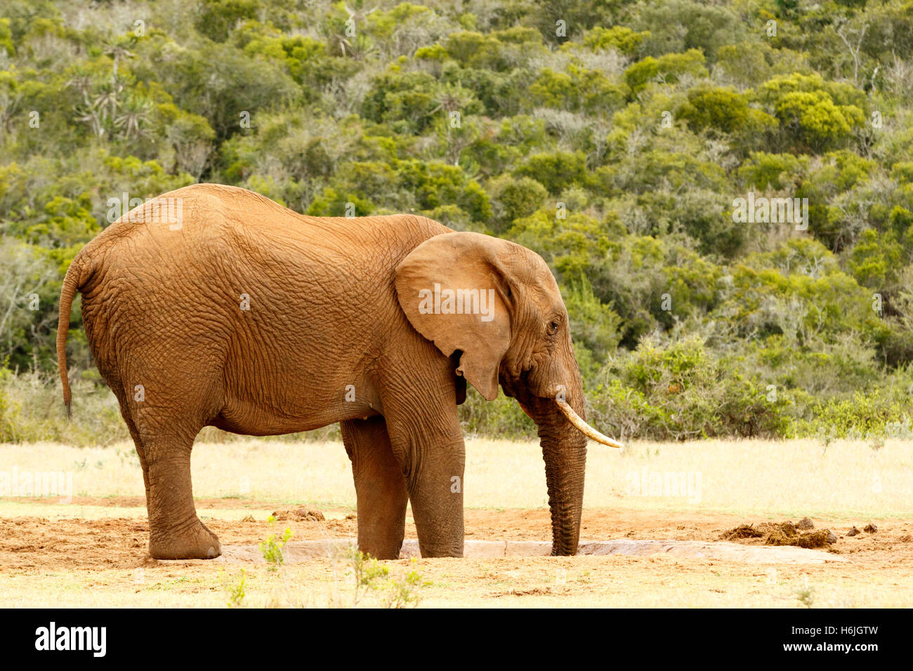 Bush Elephant drinking water with his feet and trunk in the watering ...