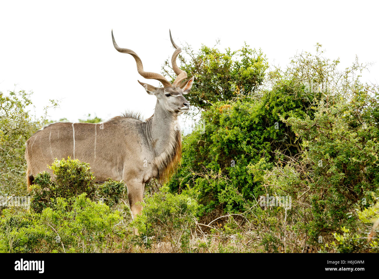 Greater Kudu standing loud and proud in the field looking in a ...