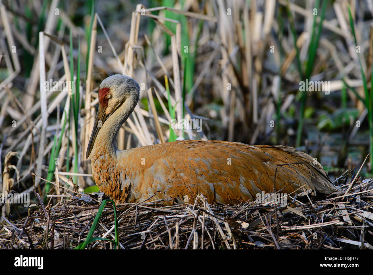 Sandhill Crane (Grus canadensis) nesting, spring, Eastern USA Stock ...