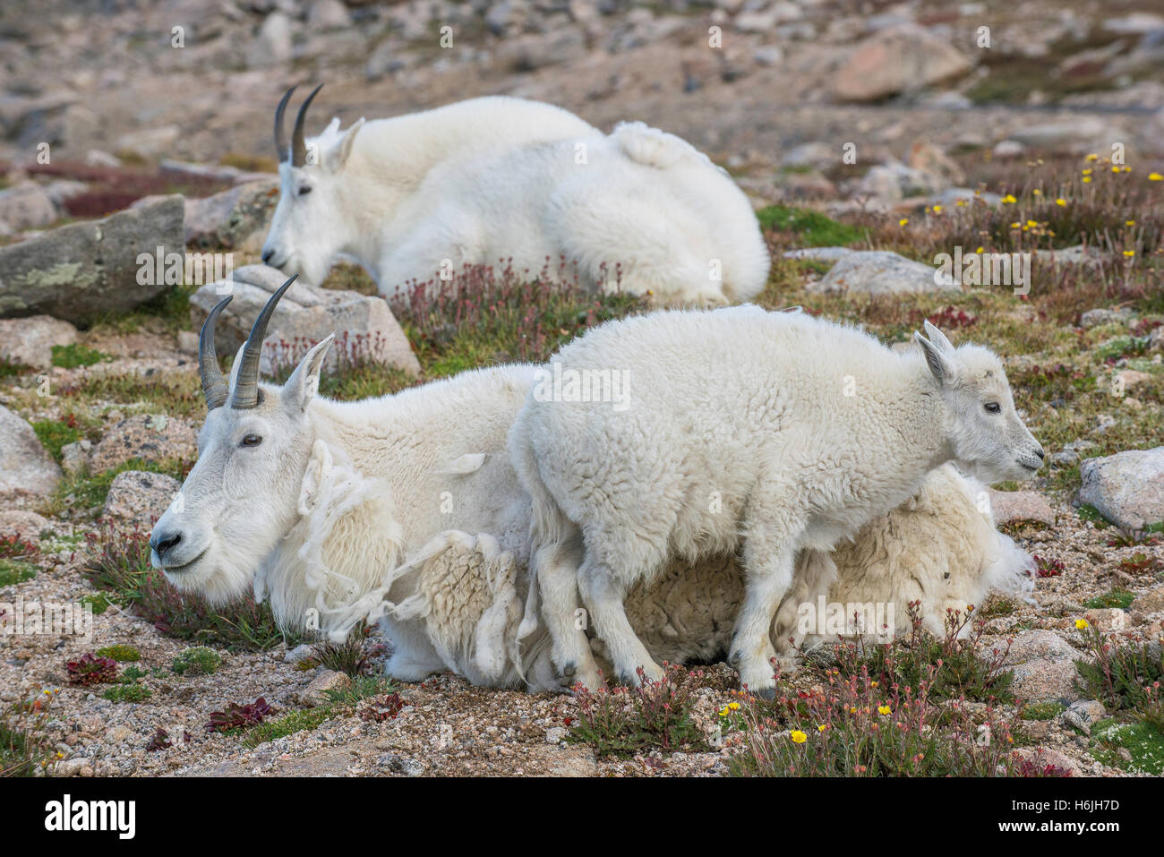 Rocky mountain colorado wildlife image hi-res stock photography and ...