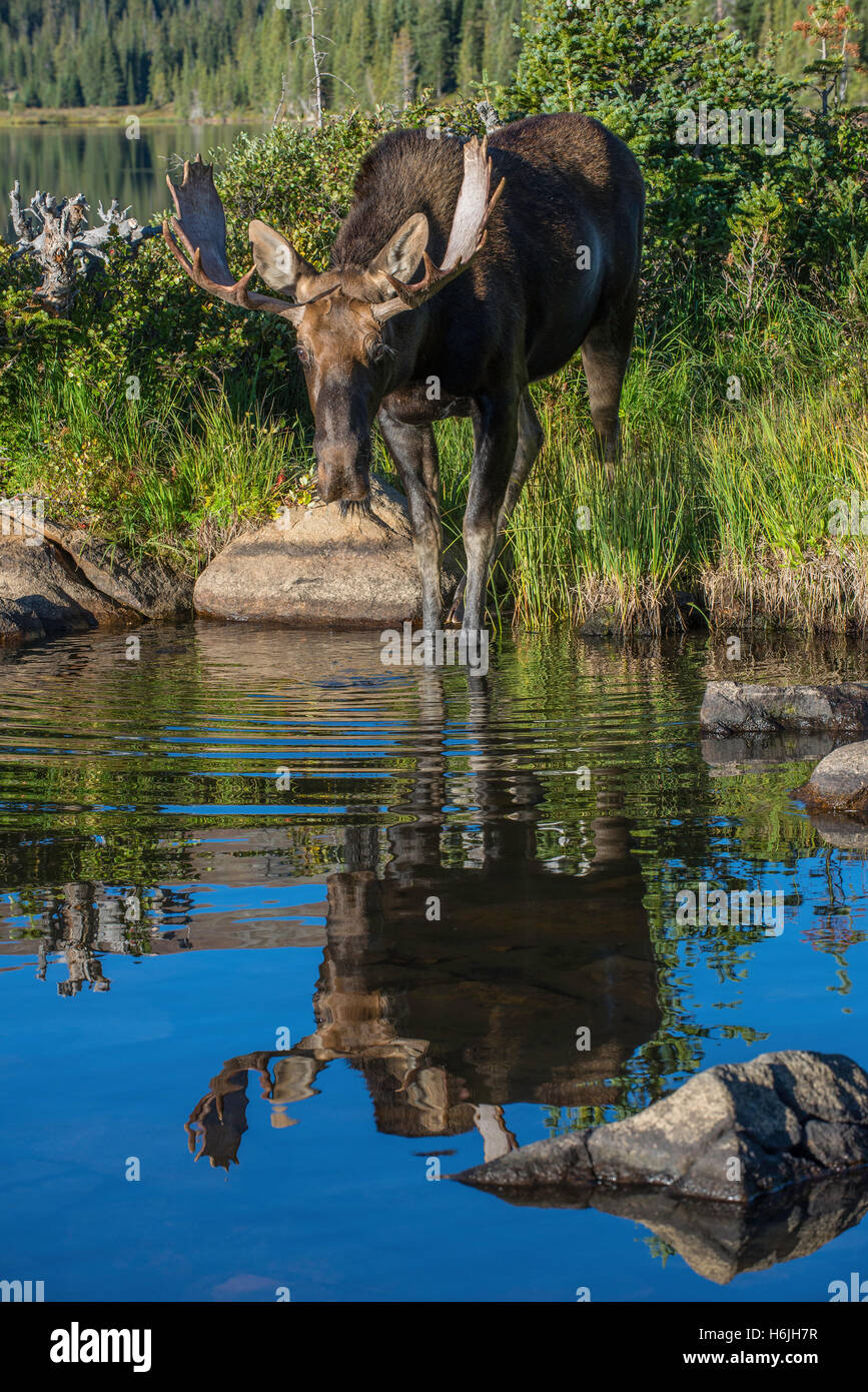 Bull Moose (Alces alces) foraging for food in pond, Indian Peaks ...