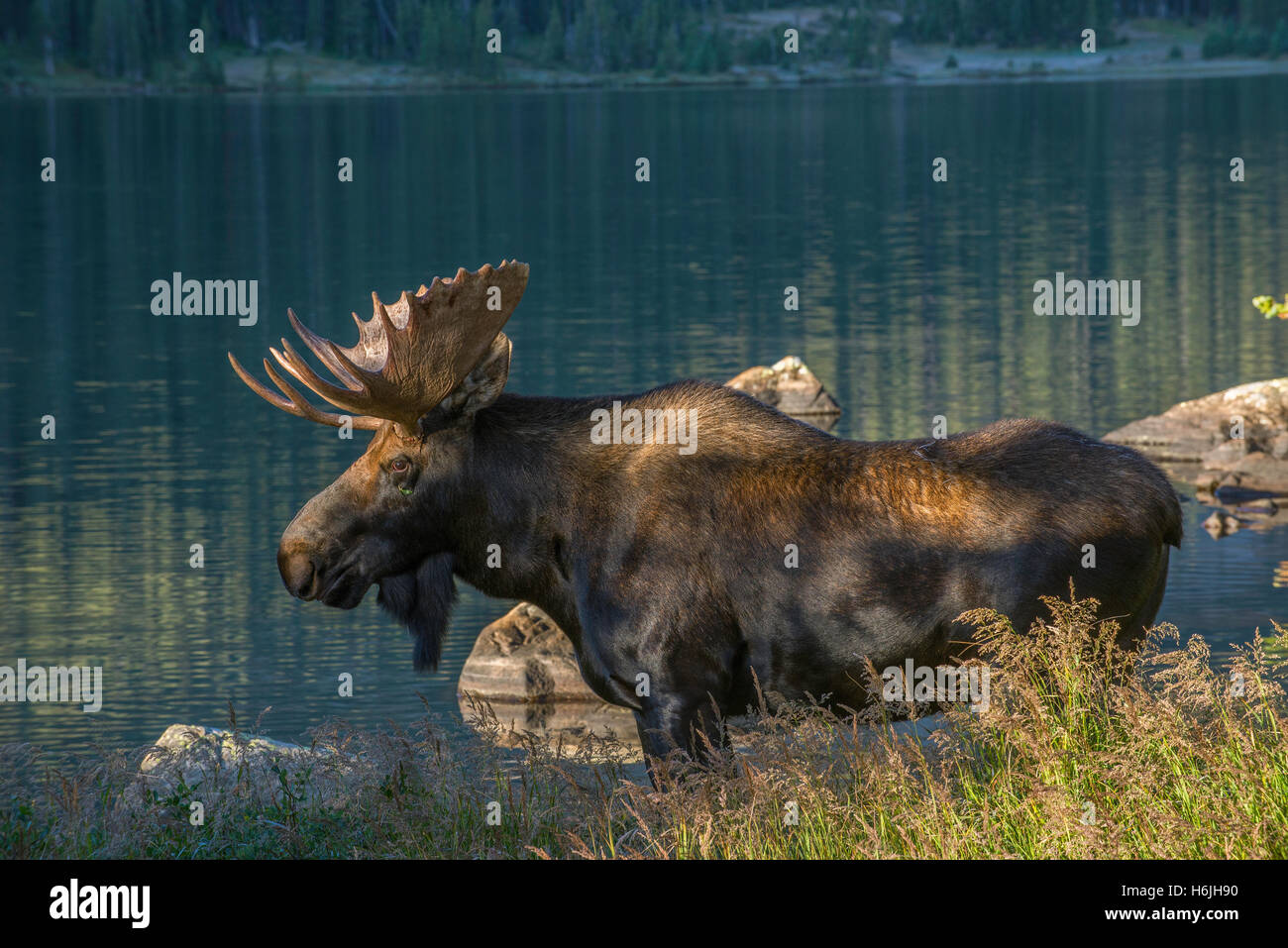 Moose eating plants hi-res stock photography and images - Alamy