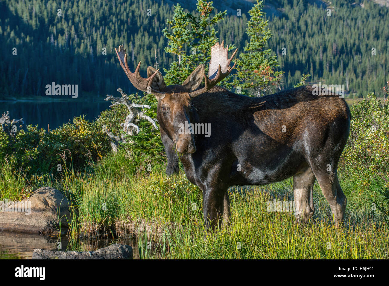Bull Moose (Alces alces) foraging for food in pond, Indian Peaks ...