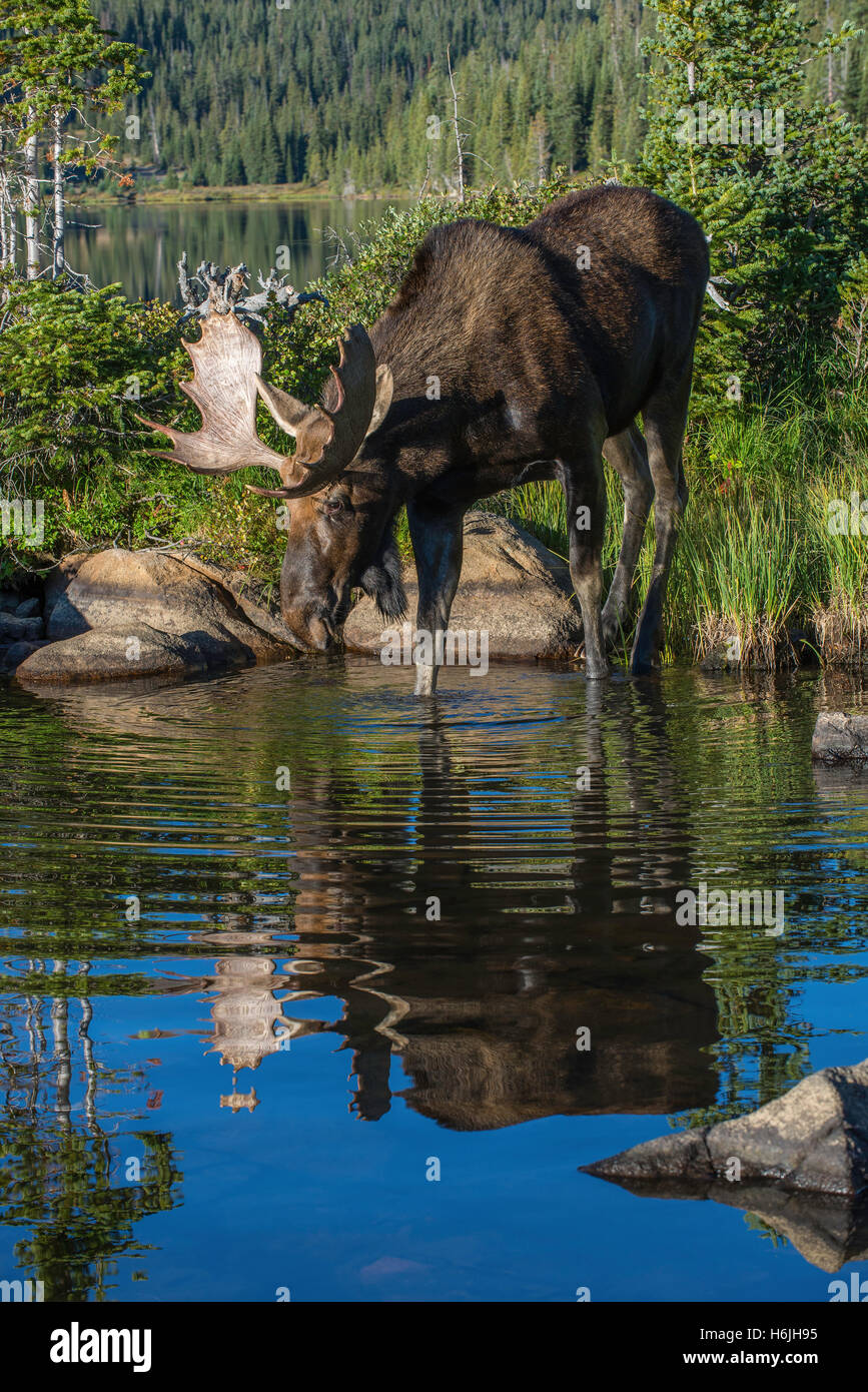 Bull Moose (Alces alces) foraging for food in pond, Indian Peaks ...
