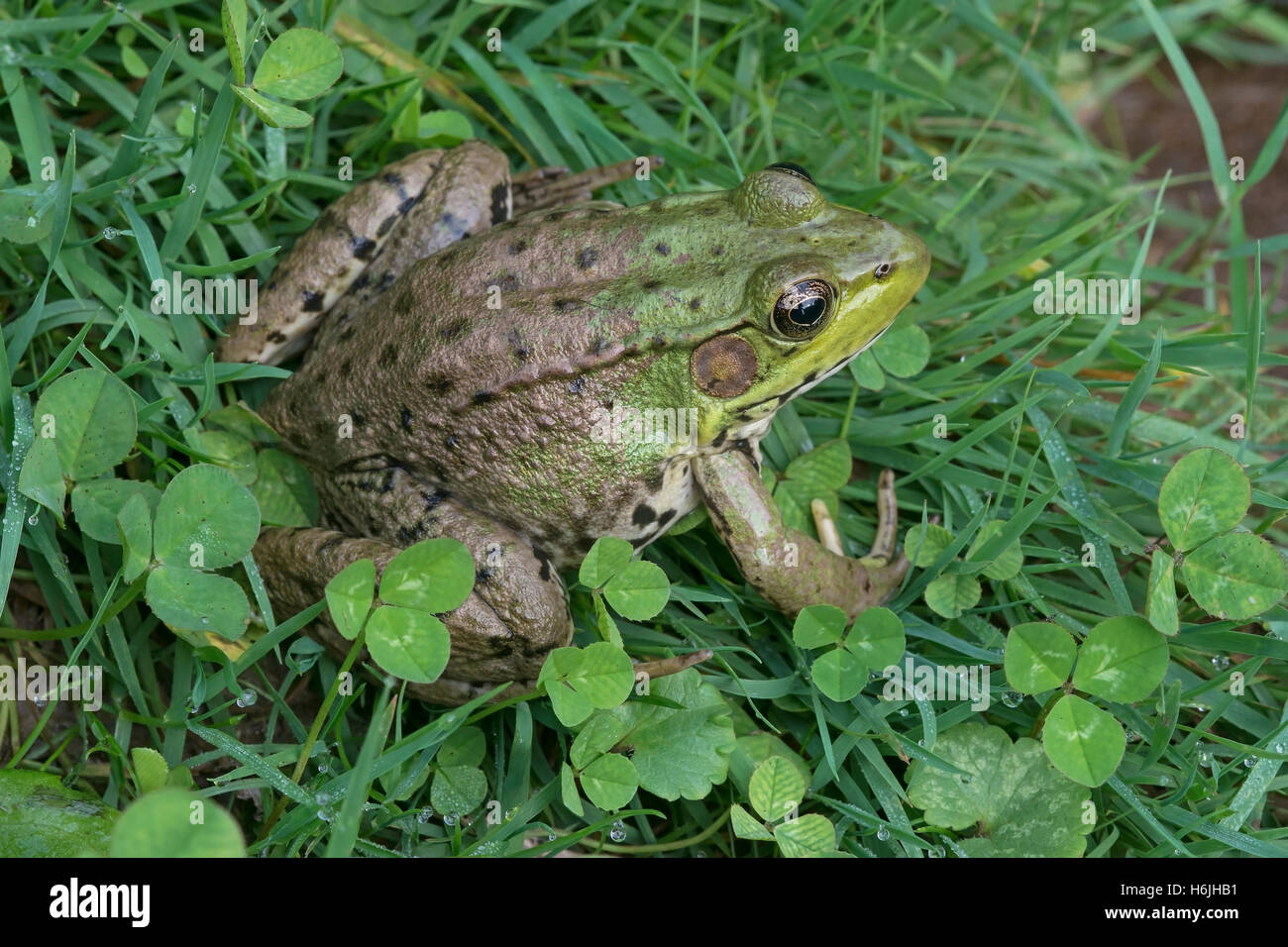 Green Frog Rana clamitans sitting in grass and clover, Eastern USA ...