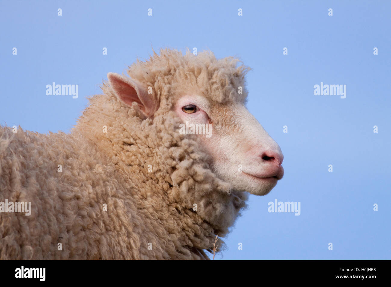 Profile of a Poll Dorset Sheep, a rare breed derived from the Dorset ...