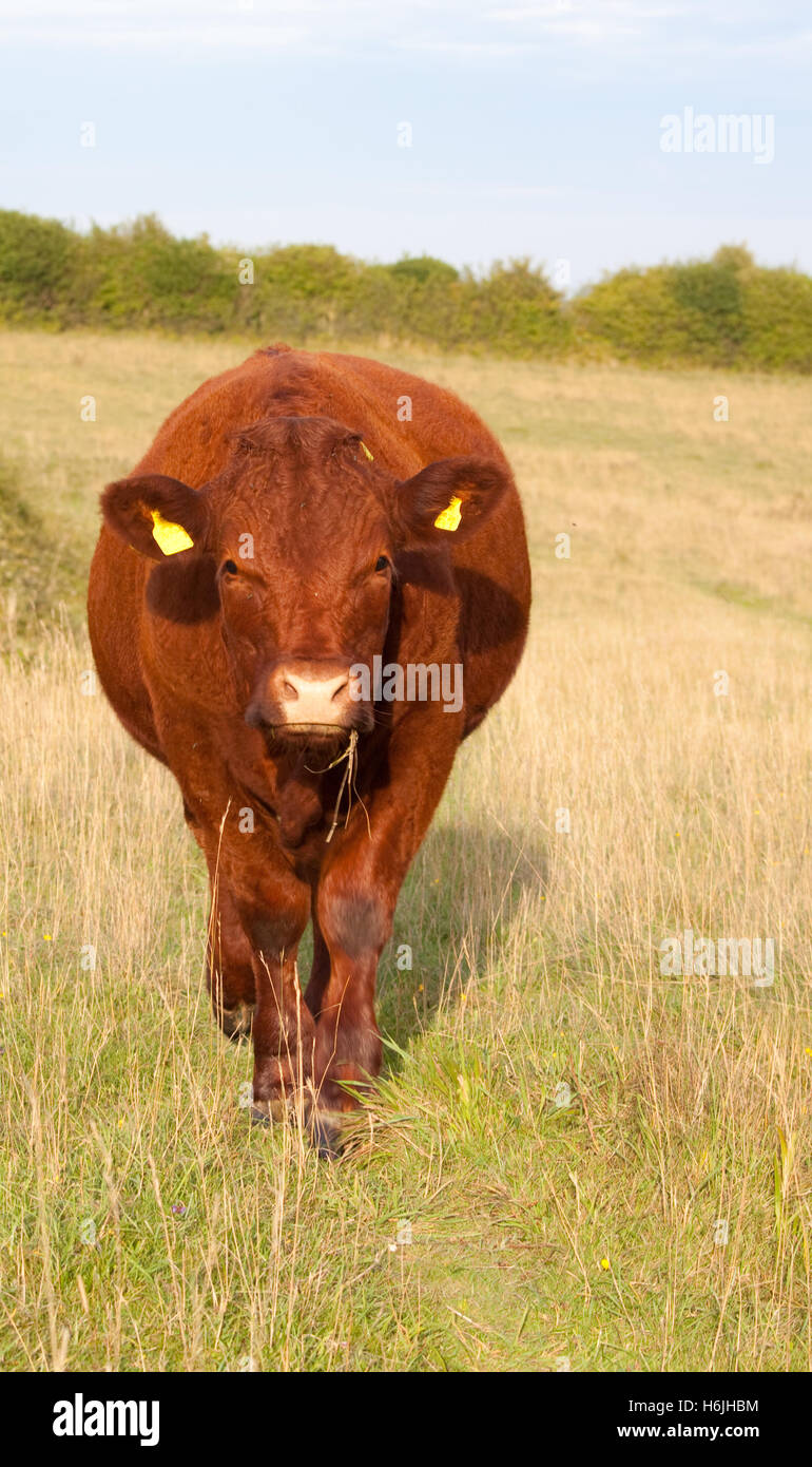 Single Red Devon steer demonstrating the breed striking ochre coat ...
