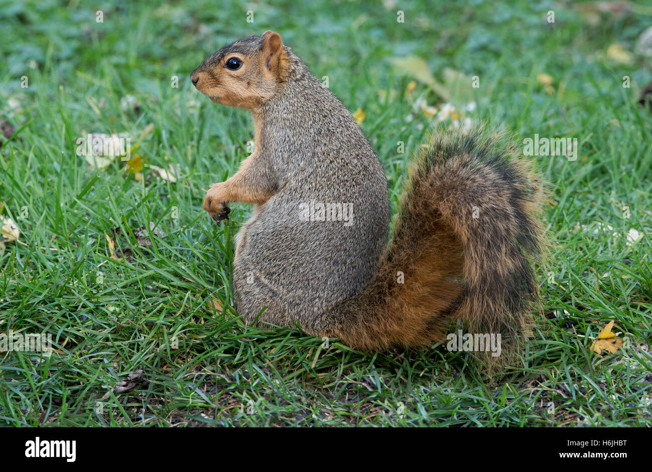 Eastern Fox Squirrel (Sciurus niger) searching for food on ground ...