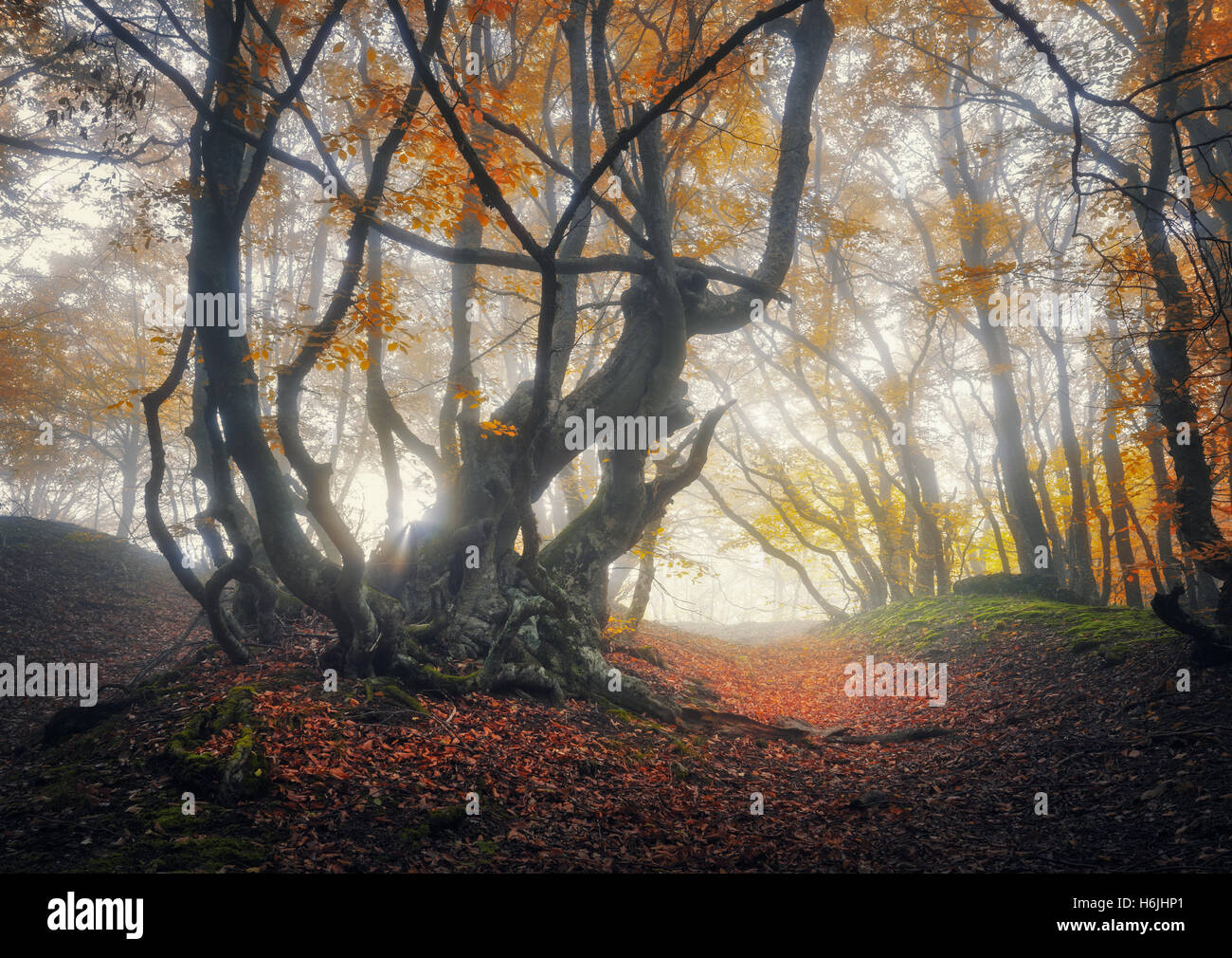 Mystical autumn forest in fog. Magical old trees in clouds. Colorful ...