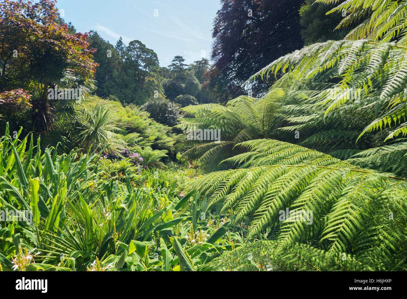 Tree fern garden england hi-res stock photography and images - Alamy