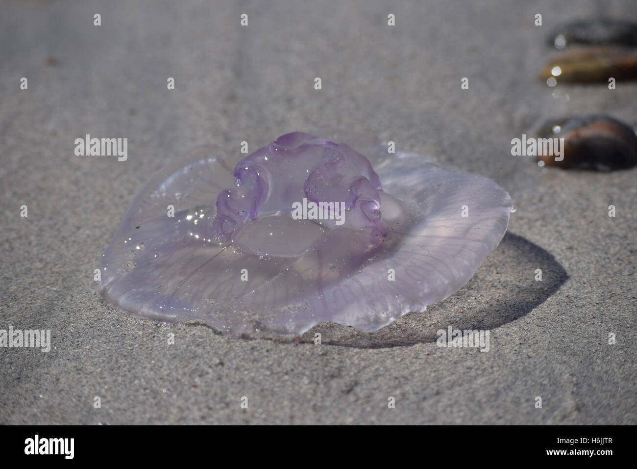 Jellyfish on sand hi-res stock photography and images - Alamy