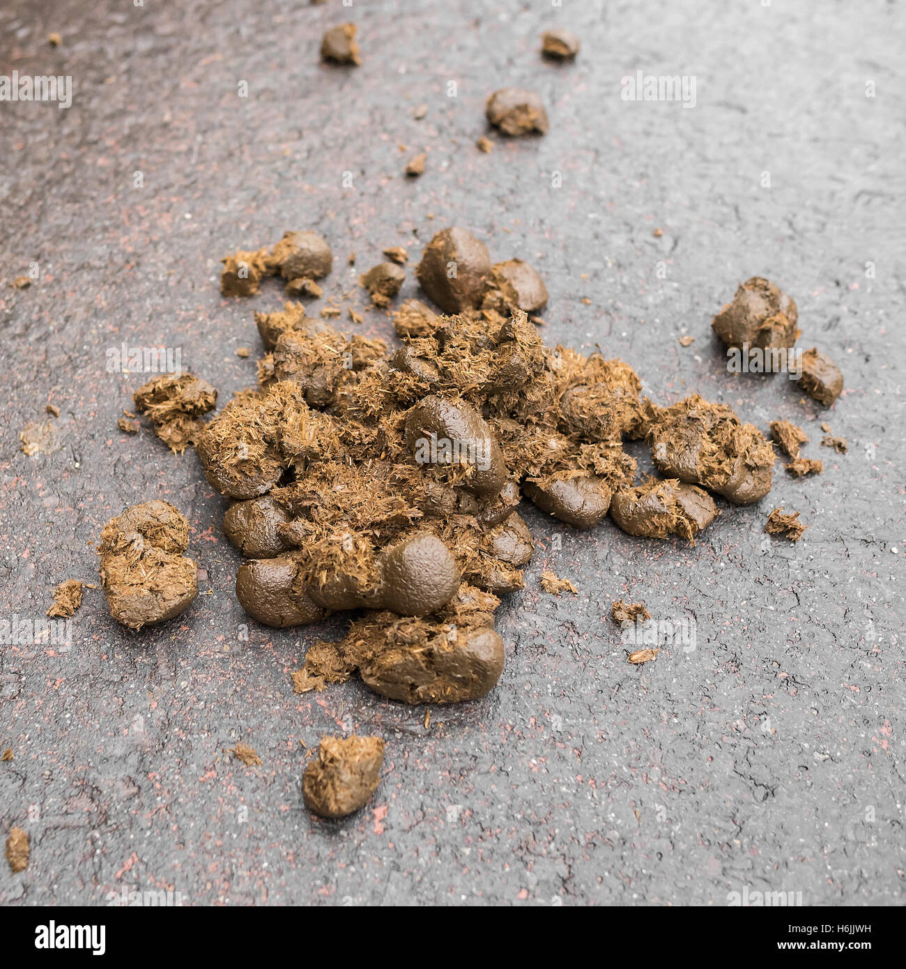 Pile of horse manure hi-res stock photography and images - Alamy