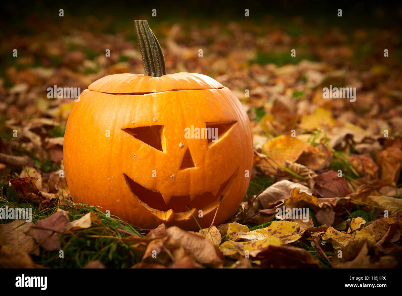 Ripe pumpkins for halloween on green grass wih autumn leaves background ...