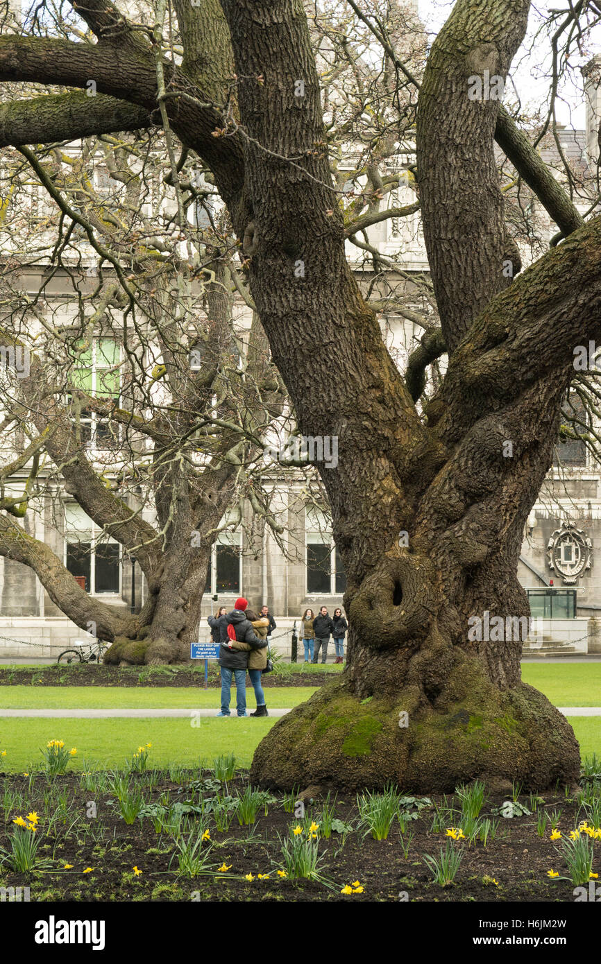 Oregon maple trees (Acer macrophyllum) planted c1830 at Trinity College ...