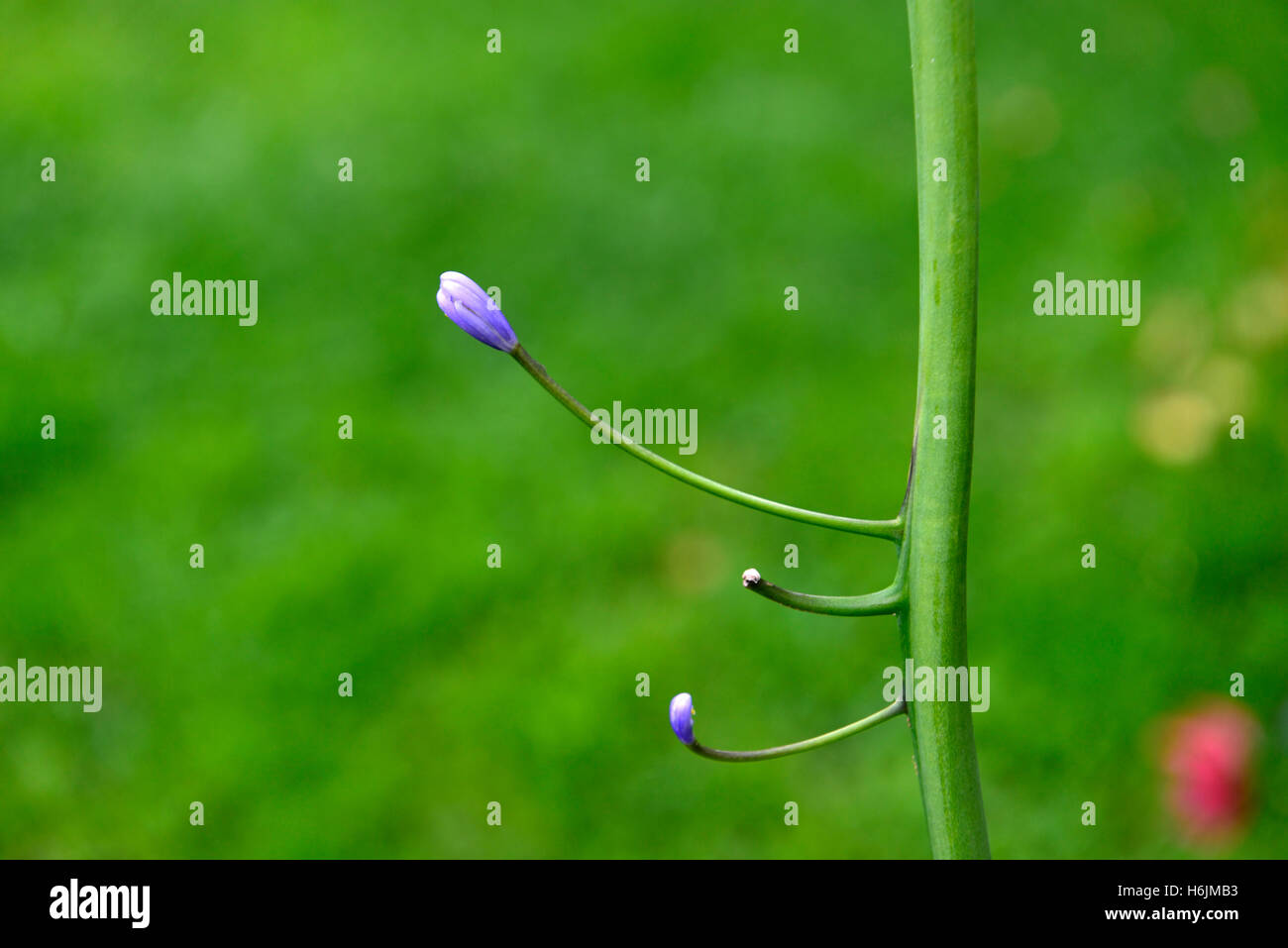 fasciation fasciated flower flowers flowerbuds agapanthus stem stems ...