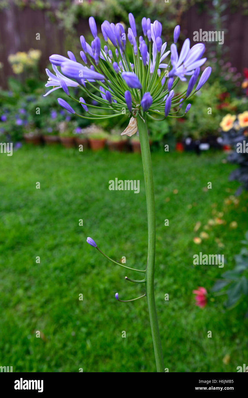 Fasciation hi-res stock photography and images - Alamy