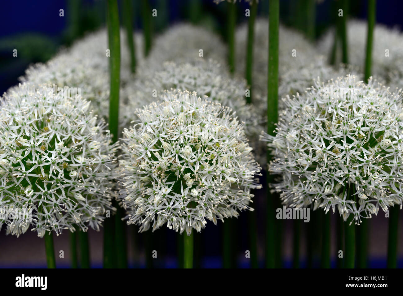 Allium Stipitatum White Giant