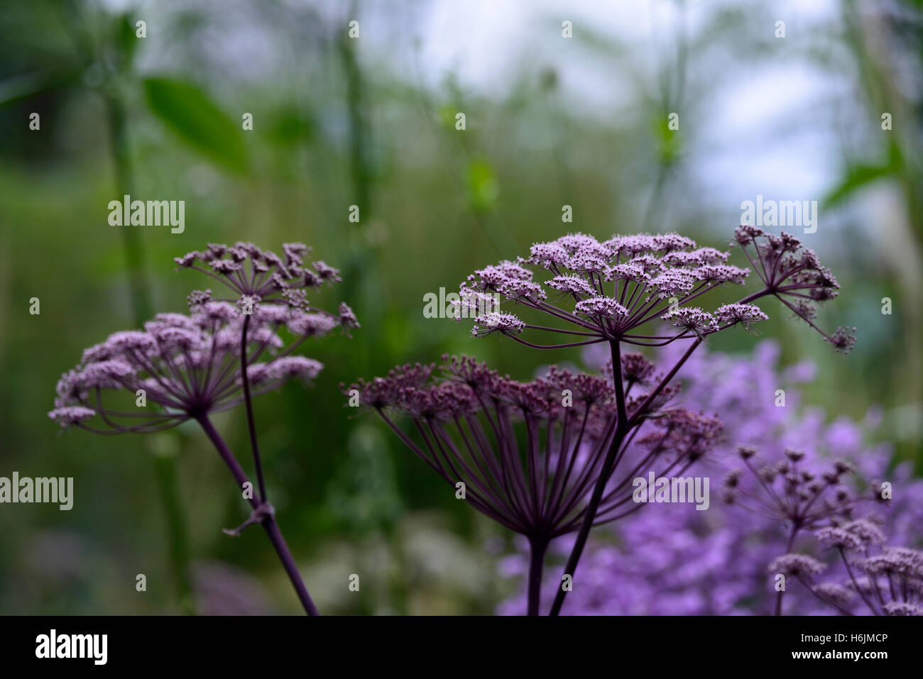 Floret hi-res stock photography and images - Alamy