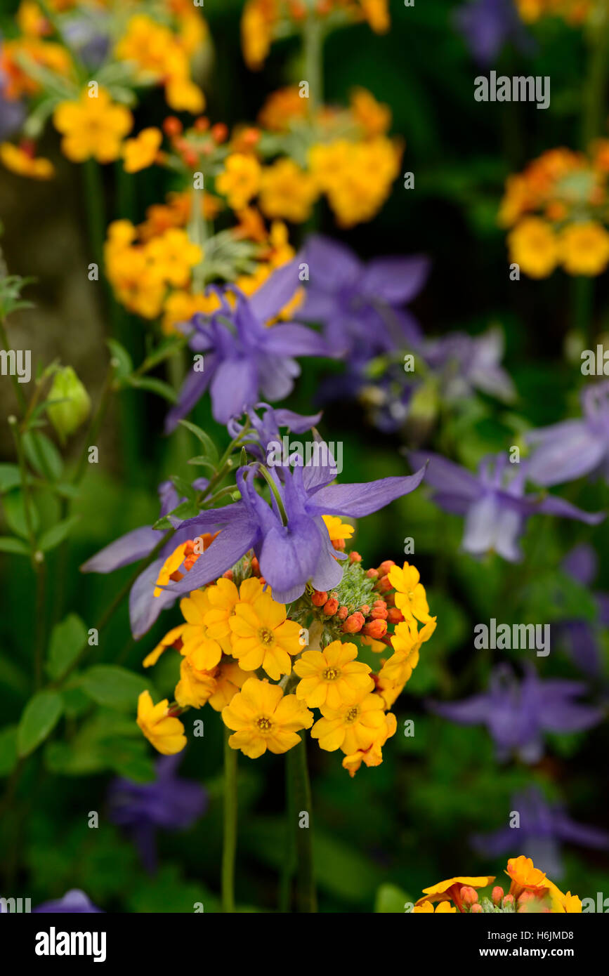 Aquilegia alpina hi-res stock photography and images - Alamy
