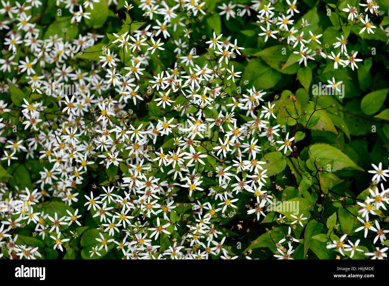 aster divaricatus white flower flowers flowering daisy daisies autumn ...