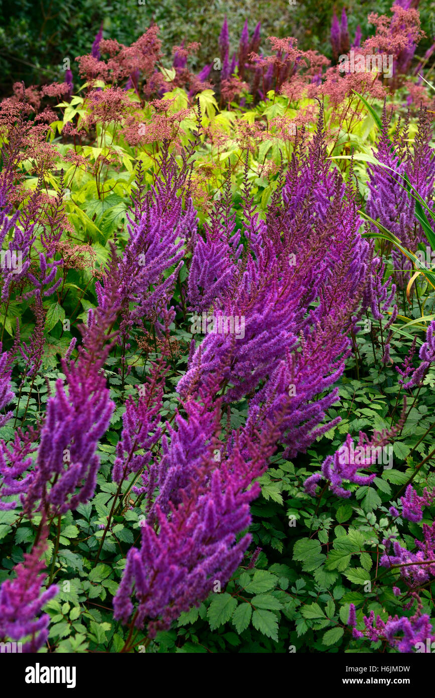 astilbe chinensis pumila purple flower flowers flowering spire spires ...