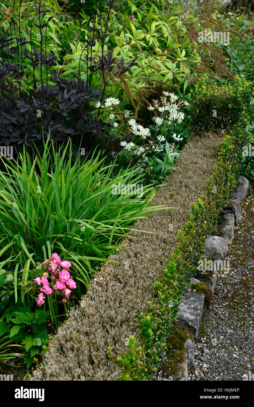 buxus box hedge damage damaged box blight evergreens shrubs hedges ...