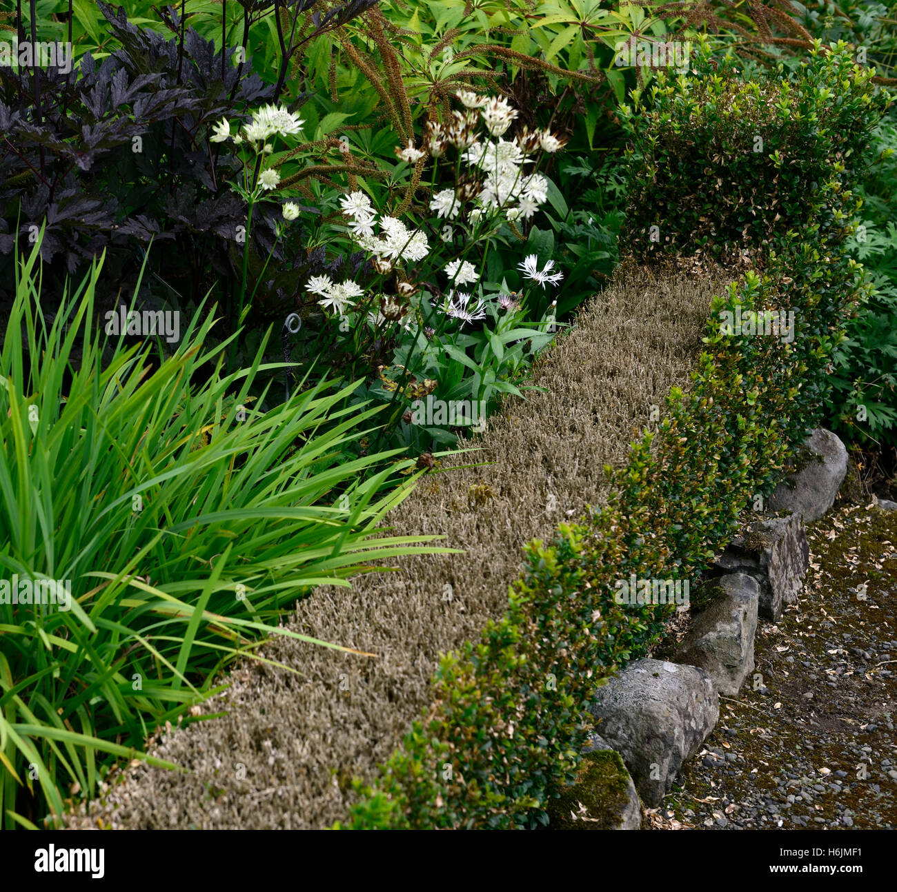 Box Blight Buxus High Resolution Stock Photography and Images - Alamy