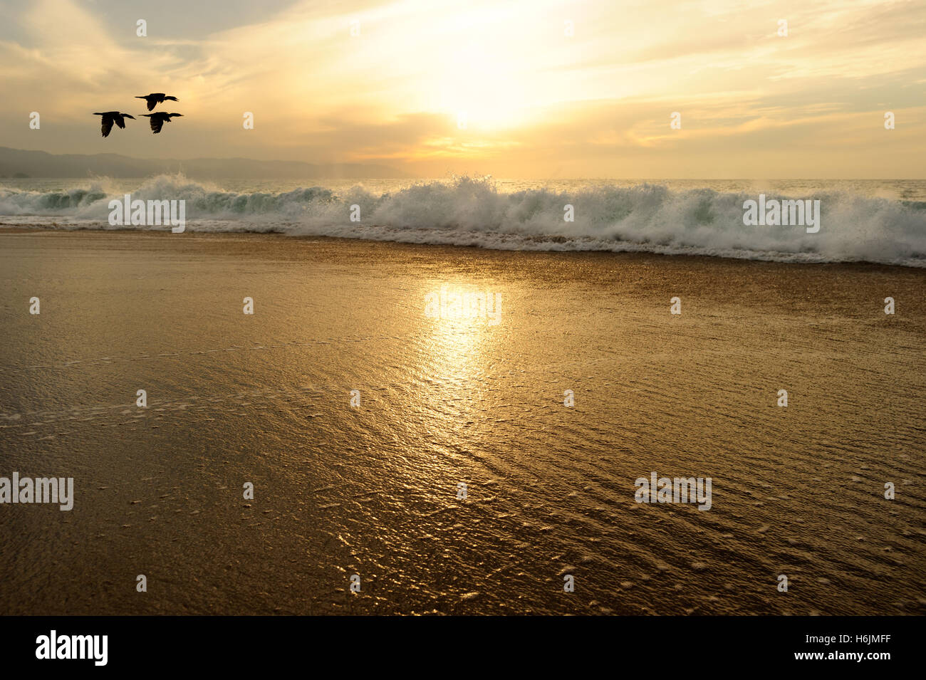 Sunset ocean birds is a golden seascape with a flock of seabirds flying ...