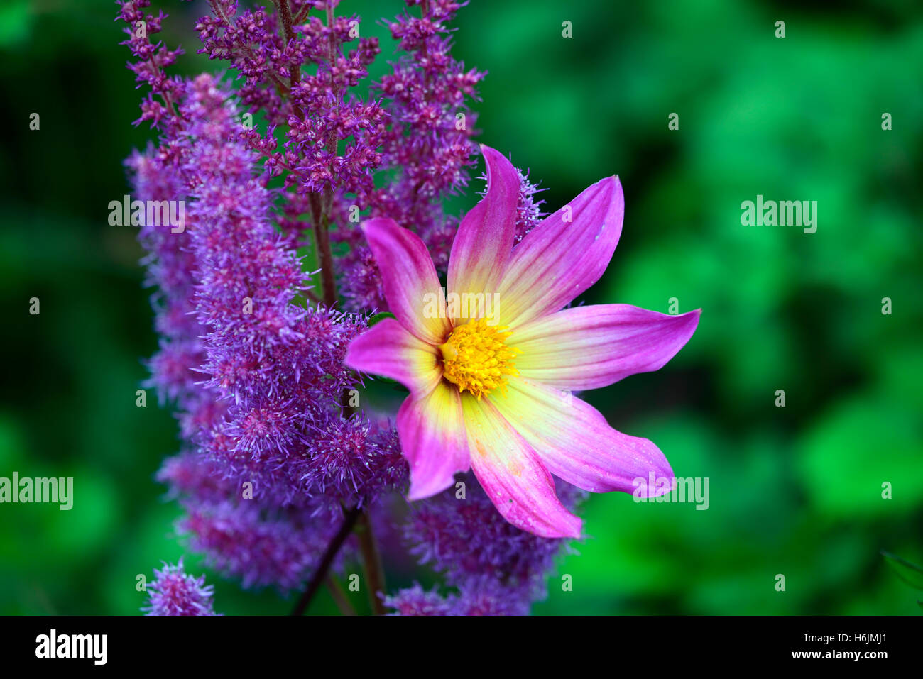 dahlia bright eyes pink yellow flower flowers astilbe chinensis spike ...