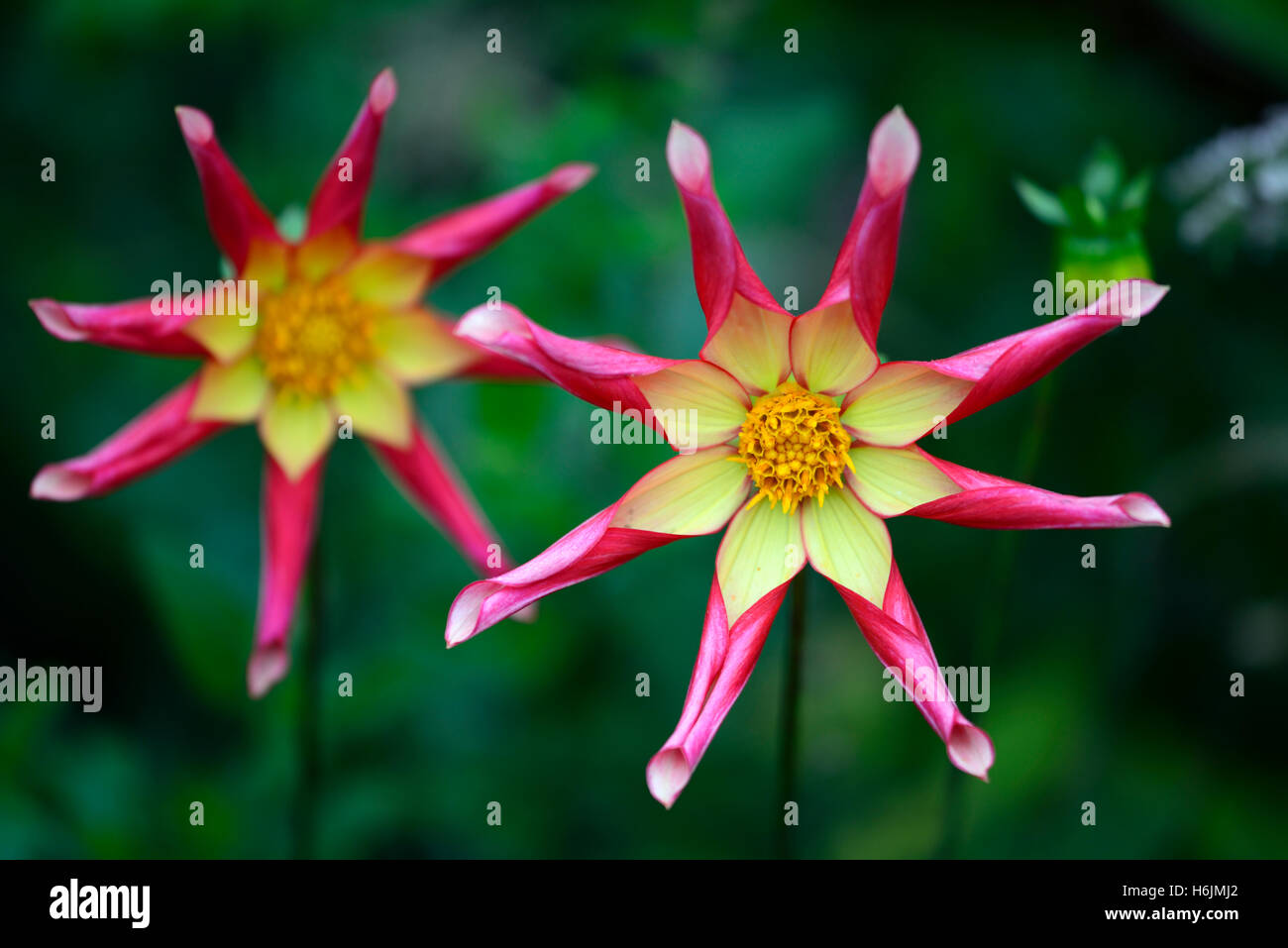 dahlia honka surprise yellow red vermillion star flower flowers ...
