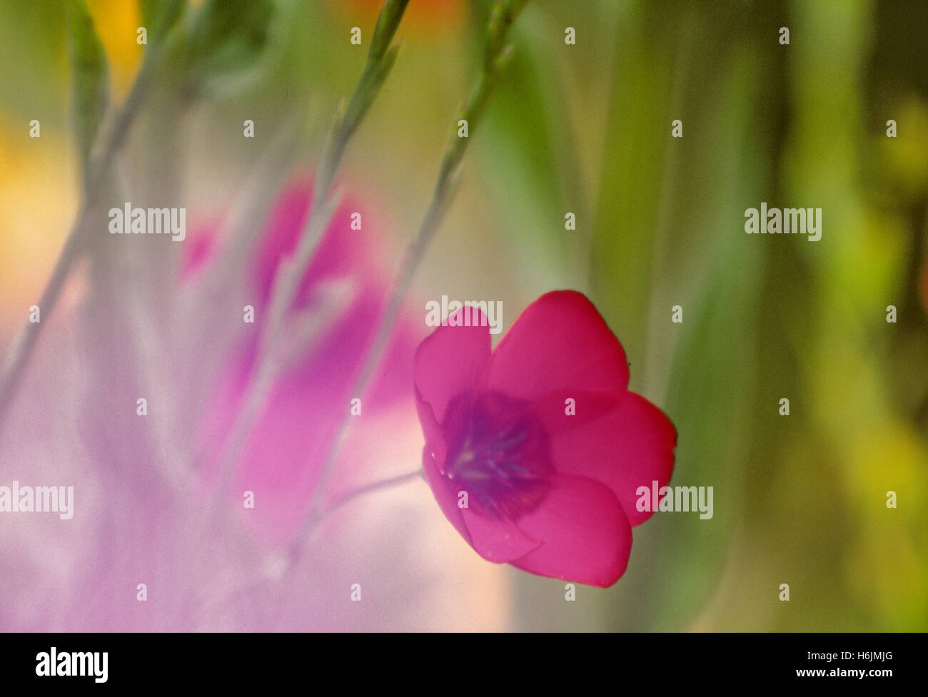 Soft red flower hi-res stock photography and images - Alamy