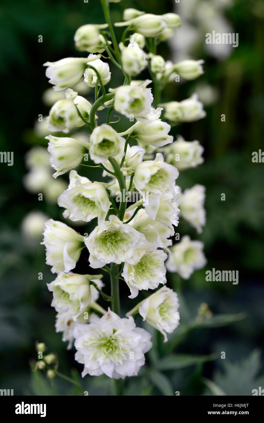delphinium highlander morning sunrise white flower flowers flowering ...