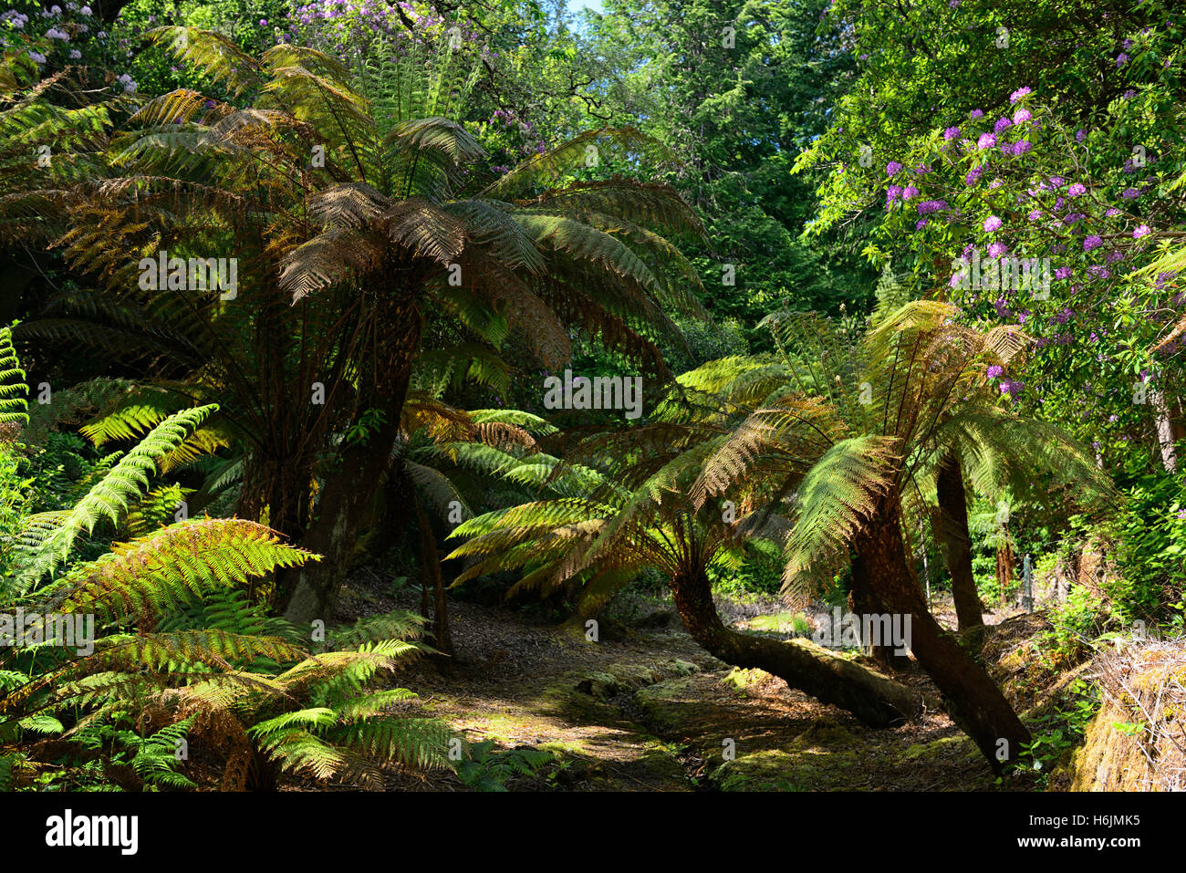 derreen gardens garden Tasmanian Tree Fern Soft Tree Fern Dicksonia ...