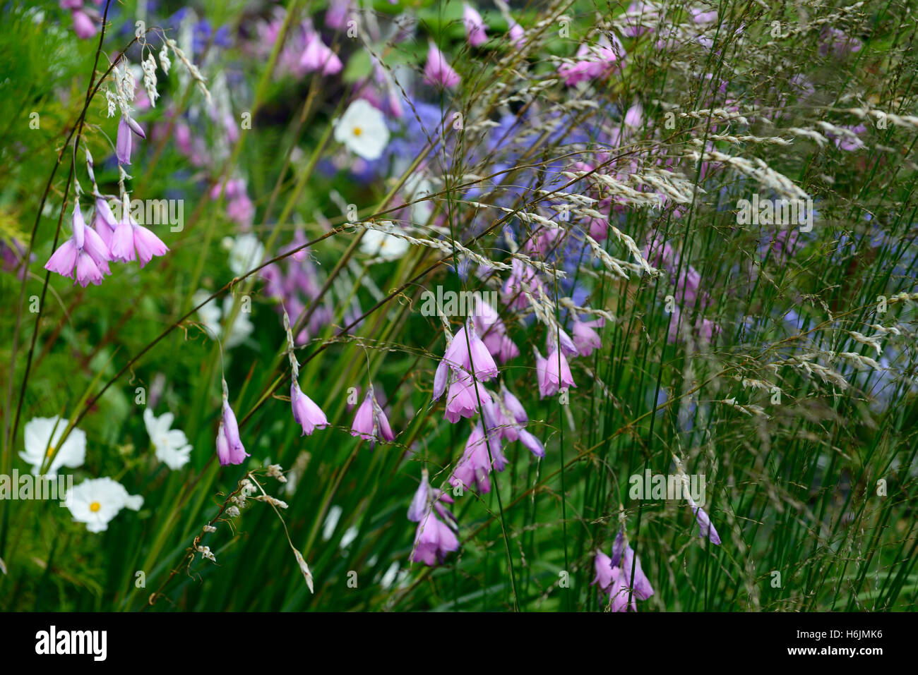 Dierama hi-res stock photography and images - Alamy