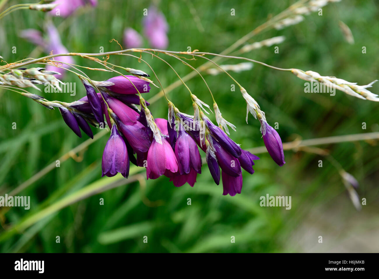 Dierama hi-res stock photography and images - Alamy