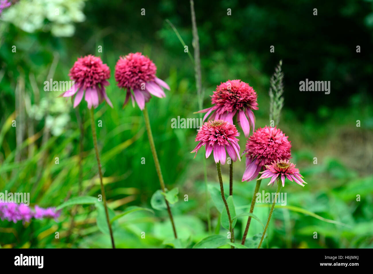 echinacea purpurea razzmatazz double purple coneflower flowers ...