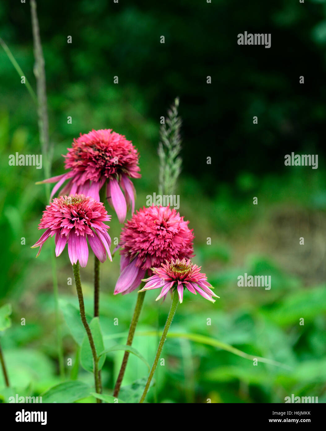 echinacea purpurea razzmatazz double purple coneflower flowers ...
