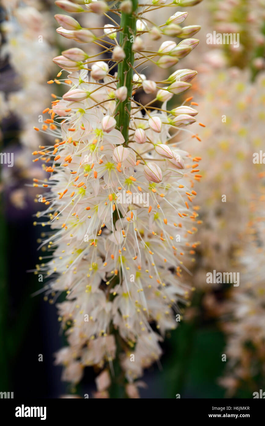 Raceme hi-res stock photography and images - Alamy