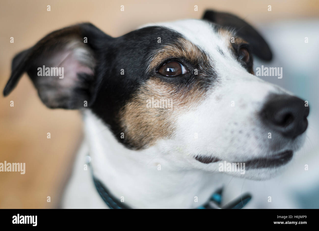 Jack russell terrier hi-res stock photography and images - Alamy