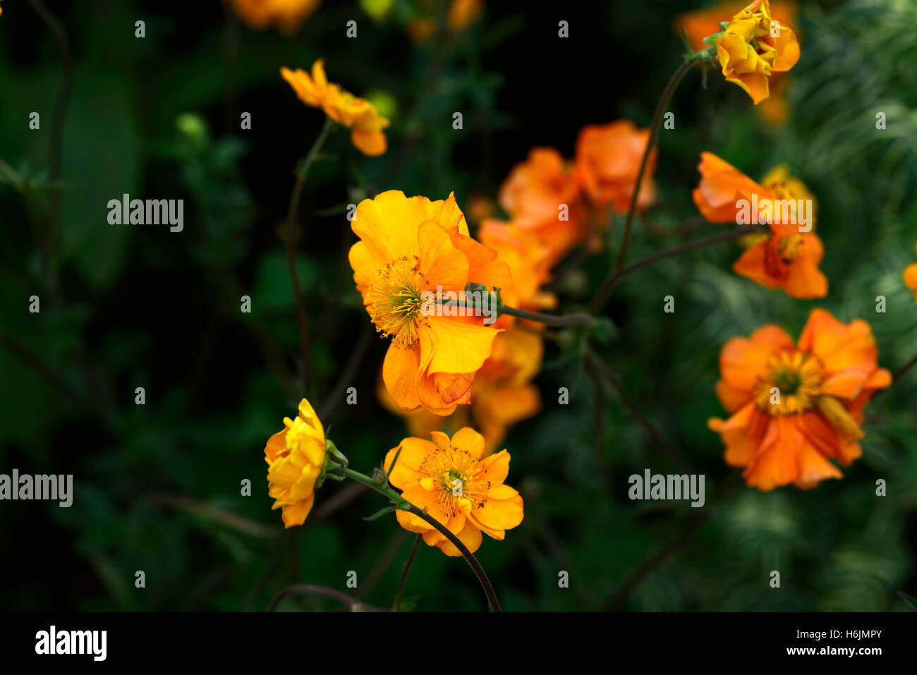 geum firestorm avens Orange geums Flowers flower flowering Perennial RM ...