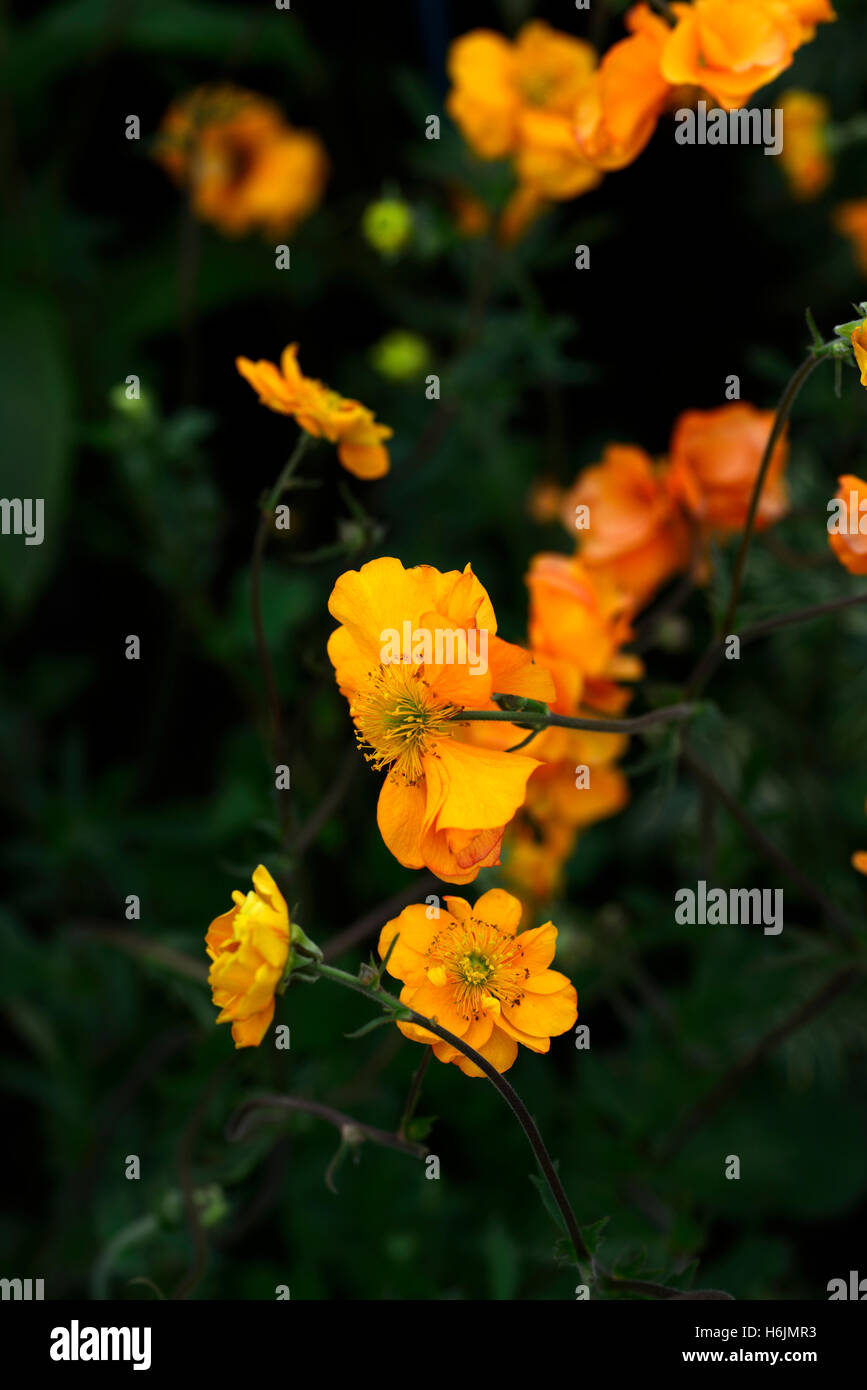 Geums hi-res stock photography and images - Alamy