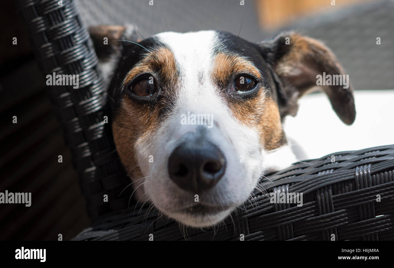 Front view of Jack Russell Terrier dog lying with head resting on arm ...