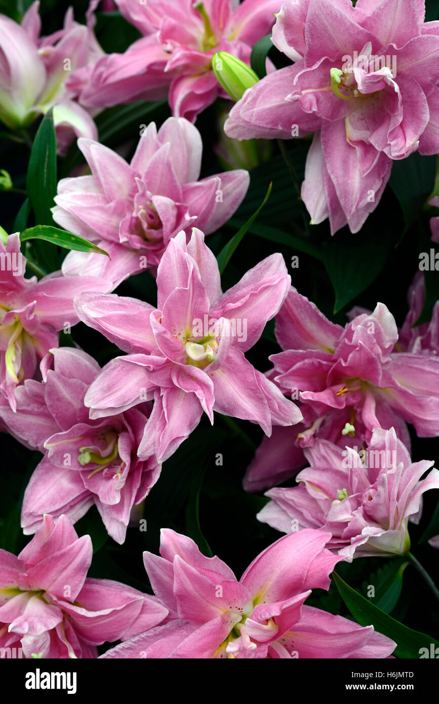 lilium double surprise pink flower flowers scent scented fragrant ...