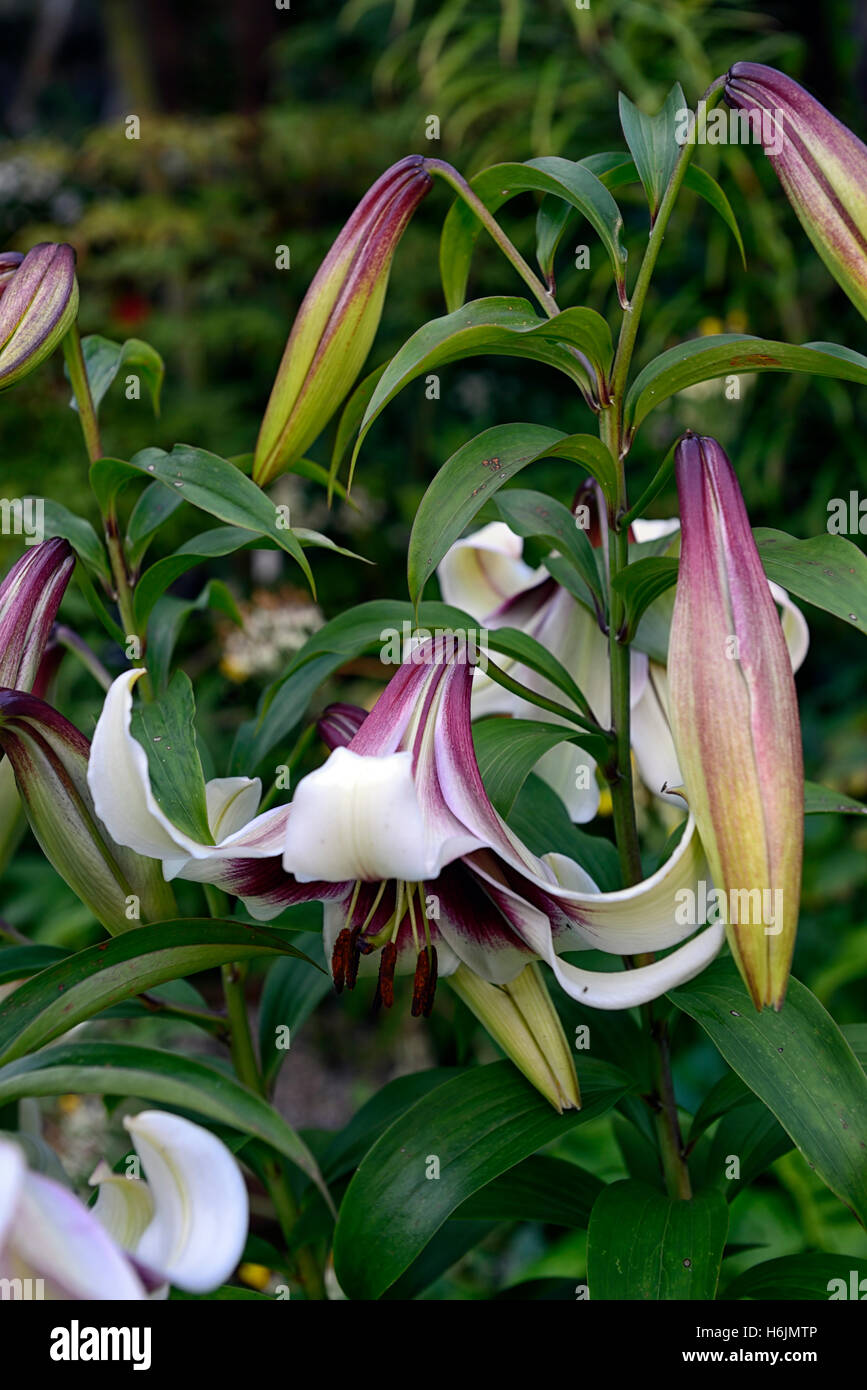 Hybrid lily hi-res stock photography and images - Alamy